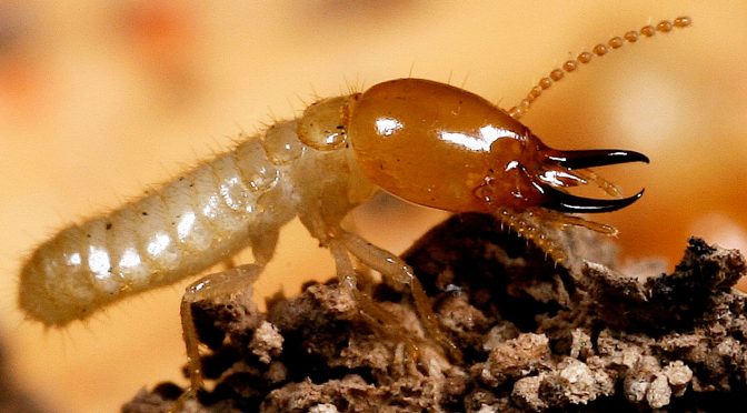 best termite inspection near me Archives - Termite Control Brisbane ...