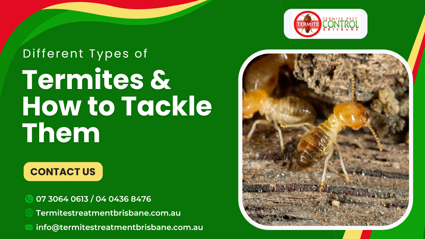 Best Termites Pest Control Near Me | Termites Specialist Near Me