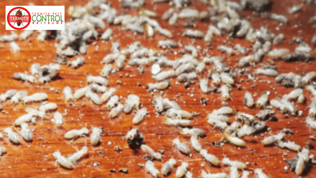 How to Identify Termite Infestations in Brisbane Homes - Termite ...