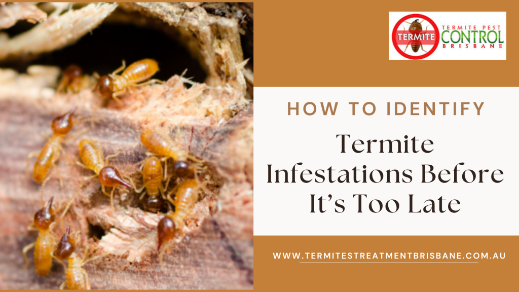 How to Identify Termite Infestations Before It’s Too Late - Termite ...